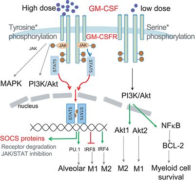 Frontiers | The Pleiotropic Effects of the GM-CSF Rheostat on Myeloid Cell Differentiation and ...